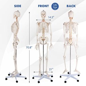 GOFLAME Human Skeleton Model for Anatomy, 70.8” Life Size Skeleton Model with Nervous System and Rolling Stand for Medical Study, Anatomical Skeleton with Movable Arms and Legs, Dust Cover & Poster