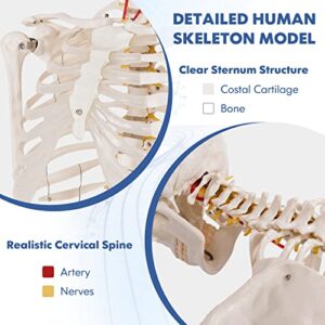 GOFLAME Human Skeleton Model for Anatomy, 70.8” Life Size Skeleton Model with Nervous System and Rolling Stand for Medical Study, Anatomical Skeleton with Movable Arms and Legs, Dust Cover & Poster