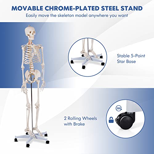 GOFLAME Human Skeleton Model for Anatomy, 70.8” Life Size Skeleton Model with Nervous System and Rolling Stand for Medical Study, Anatomical Skeleton with Movable Arms and Legs, Dust Cover & Poster