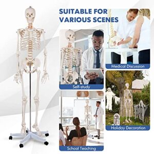 GOFLAME Human Skeleton Model for Anatomy, 70.8” Life Size Skeleton Model with Nervous System and Rolling Stand for Medical Study, Anatomical Skeleton with Movable Arms and Legs, Dust Cover & Poster