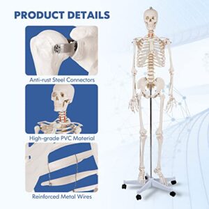 GOFLAME Human Skeleton Model for Anatomy, 70.8” Life Size Skeleton Model with Nervous System and Rolling Stand for Medical Study, Anatomical Skeleton with Movable Arms and Legs, Dust Cover & Poster