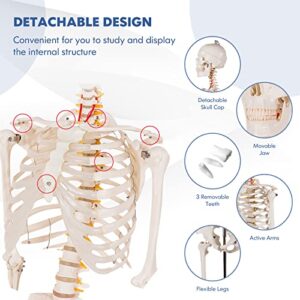 GOFLAME Human Skeleton Model for Anatomy, 70.8” Life Size Skeleton Model with Nervous System and Rolling Stand for Medical Study, Anatomical Skeleton with Movable Arms and Legs, Dust Cover & Poster