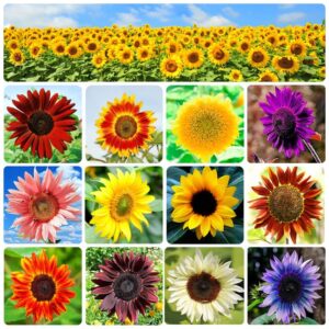 1000+ mix sunflower seeds for planting - individually packaged heirloom and non-gmo 15 varieties sun flower seeds for outdoor garden and bonsai plants, open pollinated