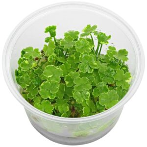 tissue culture live aquarium plants | in vitro freshwater aquatic plants for small aquariums and foreground (dwarf pennywort)