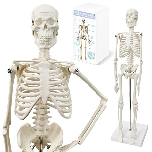 2024 New HADWYN Scientific Human Body Model for Anatomy,Human Skeleton Model,Full Body 17.7“ High with Movable Arms and Legs Bones Structures,Whole Spine and Ribs of The Skeleton Model are Integrated