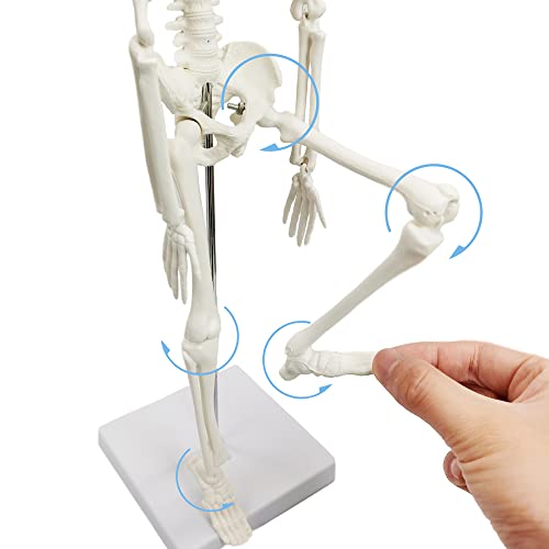 2024 New HADWYN Scientific Human Body Model for Anatomy,Human Skeleton Model,Full Body 17.7“ High with Movable Arms and Legs Bones Structures,Whole Spine and Ribs of The Skeleton Model are Integrated