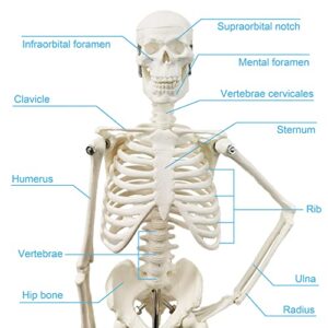 2024 New HADWYN Scientific Human Body Model for Anatomy,Human Skeleton Model,Full Body 17.7“ High with Movable Arms and Legs Bones Structures,Whole Spine and Ribs of The Skeleton Model are Integrated