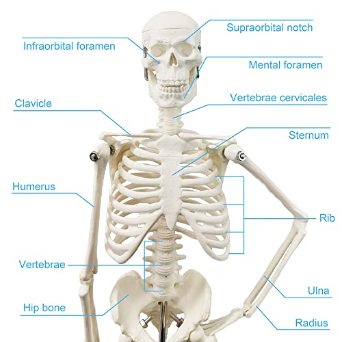 2024 New HADWYN Scientific Human Body Model for Anatomy,Human Skeleton Model,Full Body 17.7“ High with Movable Arms and Legs Bones Structures,Whole Spine and Ribs of The Skeleton Model are Integrated