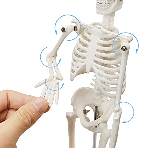 2024 New HADWYN Scientific Human Body Model for Anatomy,Human Skeleton Model,Full Body 17.7“ High with Movable Arms and Legs Bones Structures,Whole Spine and Ribs of The Skeleton Model are Integrated