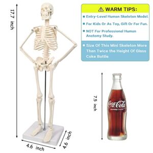 2024 New HADWYN Scientific Human Body Model for Anatomy,Human Skeleton Model,Full Body 17.7“ High with Movable Arms and Legs Bones Structures,Whole Spine and Ribs of The Skeleton Model are Integrated