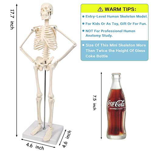 2024 New HADWYN Scientific Human Body Model for Anatomy,Human Skeleton Model,Full Body 17.7“ High with Movable Arms and Legs Bones Structures,Whole Spine and Ribs of The Skeleton Model are Integrated