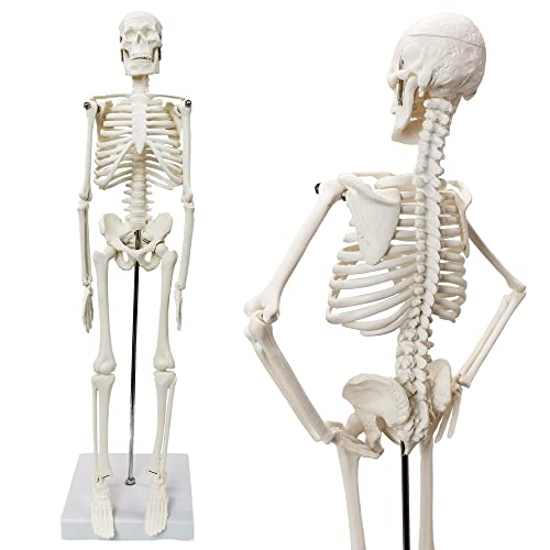 2024 New HADWYN Scientific Human Body Model for Anatomy,Human Skeleton Model,Full Body 17.7“ High with Movable Arms and Legs Bones Structures,Whole Spine and Ribs of The Skeleton Model are Integrated