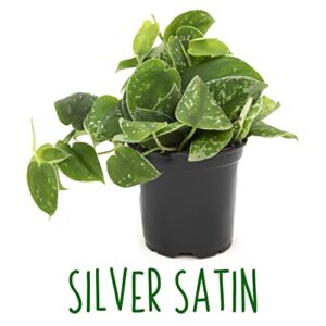 Altman Plants, Live Pothos Plants (4PK) Indoor Plants Live Houseplants, Pothos Live Plant House Plants Indoors Live Plants, Money Plant Indoor Pothos Plant Decor, Devils Ivy Trailing Plants Live