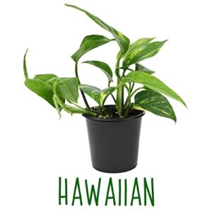 Altman Plants, Live Pothos Plants (4PK) Indoor Plants Live Houseplants, Pothos Live Plant House Plants Indoors Live Plants, Money Plant Indoor Pothos Plant Decor, Devils Ivy Trailing Plants Live