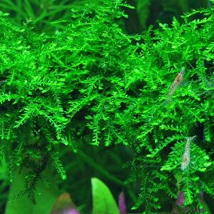 moss for aquariums | live aquatic moss for freshwater aquariums (weeping moss)