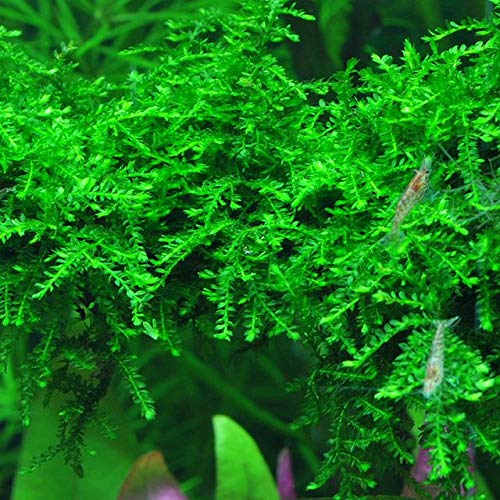 Moss for Aquariums | Live Aquatic Moss for Freshwater Aquariums (Weeping Moss)