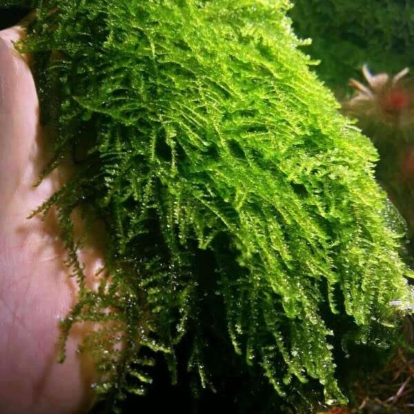 Moss for Aquariums | Live Aquatic Moss for Freshwater Aquariums (Weeping Moss)