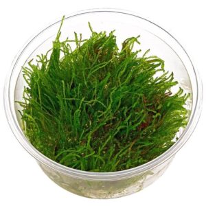 Moss for Aquariums | Live Aquatic Moss for Freshwater Aquariums (Weeping Moss)