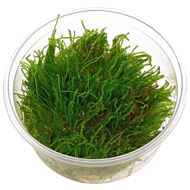 Moss for Aquariums | Live Aquatic Moss for Freshwater Aquariums (Weeping Moss)