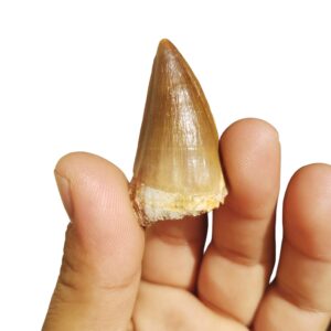 Real Mosasaur Tooth Fossil Dinosaur Tooth Fossil Dinosaur Fang