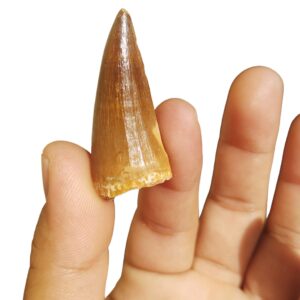 Real Mosasaur Tooth Fossil Dinosaur Tooth Fossil Dinosaur Fang