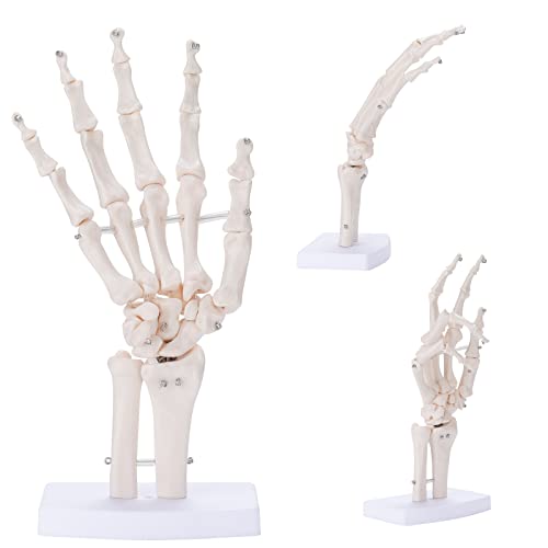 ANNWAH Hand Skeleton Model - Medical Human Finger Bone Made of PVC Posable Hand Showing Ulna and Radius for Research and Learning