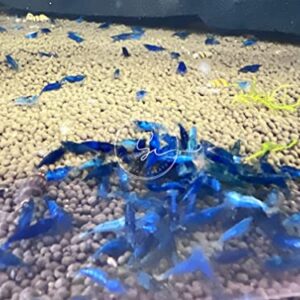 Swimming Creatures 10 Blue Dream(Grade A+) Neocaridina Freshwater Aquarium Shrimp. Live Arrival Guarantee.