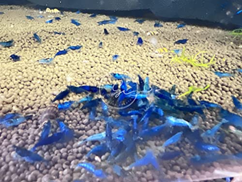 Swimming Creatures 10 Blue Dream(Grade A+) Neocaridina Freshwater Aquarium Shrimp. Live Arrival Guarantee.