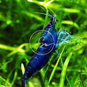 Swimming Creatures 10 Blue Dream(Grade A+) Neocaridina Freshwater Aquarium Shrimp. Live Arrival Guarantee.