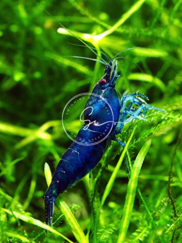 Swimming Creatures 10 Blue Dream(Grade A+) Neocaridina Freshwater Aquarium Shrimp. Live Arrival Guarantee.