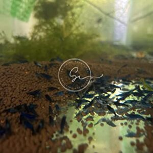 Swimming Creatures 10 Blue Dream(Grade A+) Neocaridina Freshwater Aquarium Shrimp. Live Arrival Guarantee.