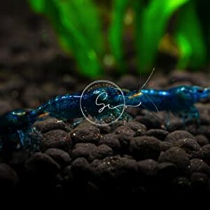 Swimming Creatures 10 Blue Dream(Grade A+) Neocaridina Freshwater Aquarium Shrimp. Live Arrival Guarantee.