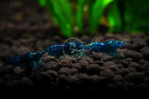 Swimming Creatures 10 Blue Dream(Grade A+) Neocaridina Freshwater Aquarium Shrimp. Live Arrival Guarantee.