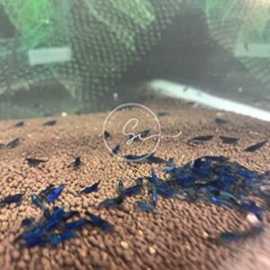 Swimming Creatures 10 Blue Dream(Grade A+) Neocaridina Freshwater Aquarium Shrimp. Live Arrival Guarantee.