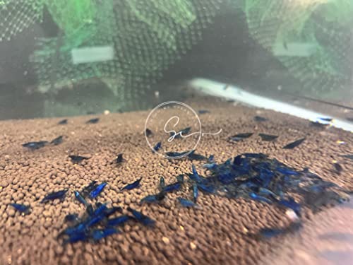 Swimming Creatures 10 Blue Dream(Grade A+) Neocaridina Freshwater Aquarium Shrimp. Live Arrival Guarantee.