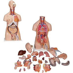 erctoo human body model - torso anatomical model - human torso anatomy model 23 pcs removable parts with heart visceral brain skeleto for preschool & school science medical education display 85cm