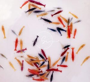 swimming creatures 10 mixed color neocaridina shrimp skittles live freshwater aquarium shrimp. live arrival guarantee.