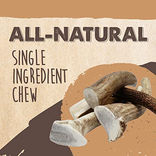 Mighty Paw Elk Antlers for Dogs | Medium Size 6" Premium Deer Antlers for Dogs, Pets and Puppies. Long Lasting Deer Antler Dog Chew for Aggressive Chewers. Dog Antler Chews for Large and XL Dog