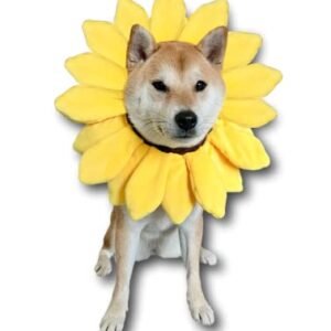 ComfyCamper Sunflower Dog Costume for Small Medium Large Dog Puppy Puppies Cat Kitten – Cute Head Flower Headband Outfits – Collar Cone Costume Hat Sombrero Outfit Pet Cosplay Halloween (X-Large)