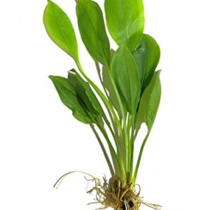 Marcus Fish Tanks - 3X Amazon Sword Echinodorus Bleheri Easy Live Aquarium Plants for Aquatic Freshwater Fish Tank