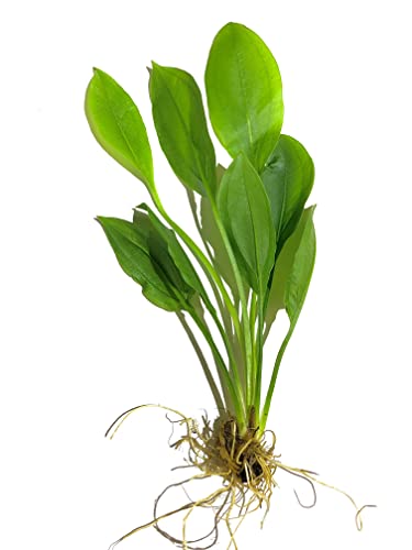 Marcus Fish Tanks - 3X Amazon Sword Echinodorus Bleheri Easy Live Aquarium Plants for Aquatic Freshwater Fish Tank