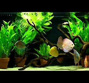 Marcus Fish Tanks - 3X Amazon Sword Echinodorus Bleheri Easy Live Aquarium Plants for Aquatic Freshwater Fish Tank