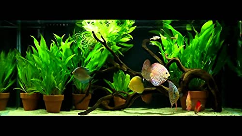 Marcus Fish Tanks - 3X Amazon Sword Echinodorus Bleheri Easy Live Aquarium Plants for Aquatic Freshwater Fish Tank