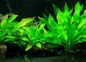 Marcus Fish Tanks - 3X Amazon Sword Echinodorus Bleheri Easy Live Aquarium Plants for Aquatic Freshwater Fish Tank