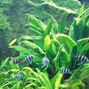 Marcus Fish Tanks - 3X Amazon Sword Echinodorus Bleheri Easy Live Aquarium Plants for Aquatic Freshwater Fish Tank