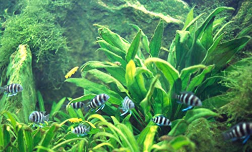 Marcus Fish Tanks - 3X Amazon Sword Echinodorus Bleheri Easy Live Aquarium Plants for Aquatic Freshwater Fish Tank