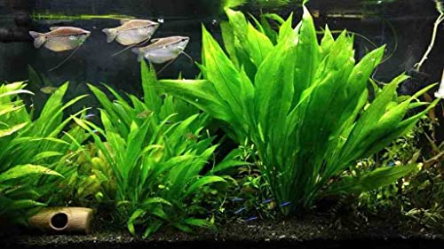 Marcus Fish Tanks - 3X Amazon Sword Echinodorus Bleheri Easy Live Aquarium Plants for Aquatic Freshwater Fish Tank