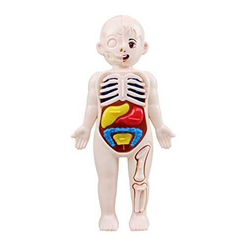 cdar Human Body Model for Kids,Human Torso Anatomy Model with Heart Brain Skeleton Head Model,Education Display 1 Set