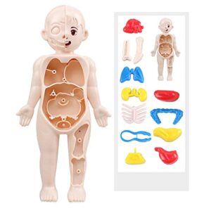 cdar Human Body Model for Kids,Human Torso Anatomy Model with Heart Brain Skeleton Head Model,Education Display 1 Set