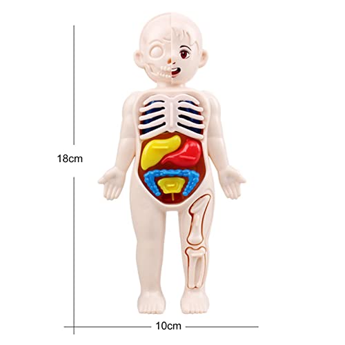 cdar Human Body Model for Kids,Human Torso Anatomy Model with Heart Brain Skeleton Head Model,Education Display 1 Set